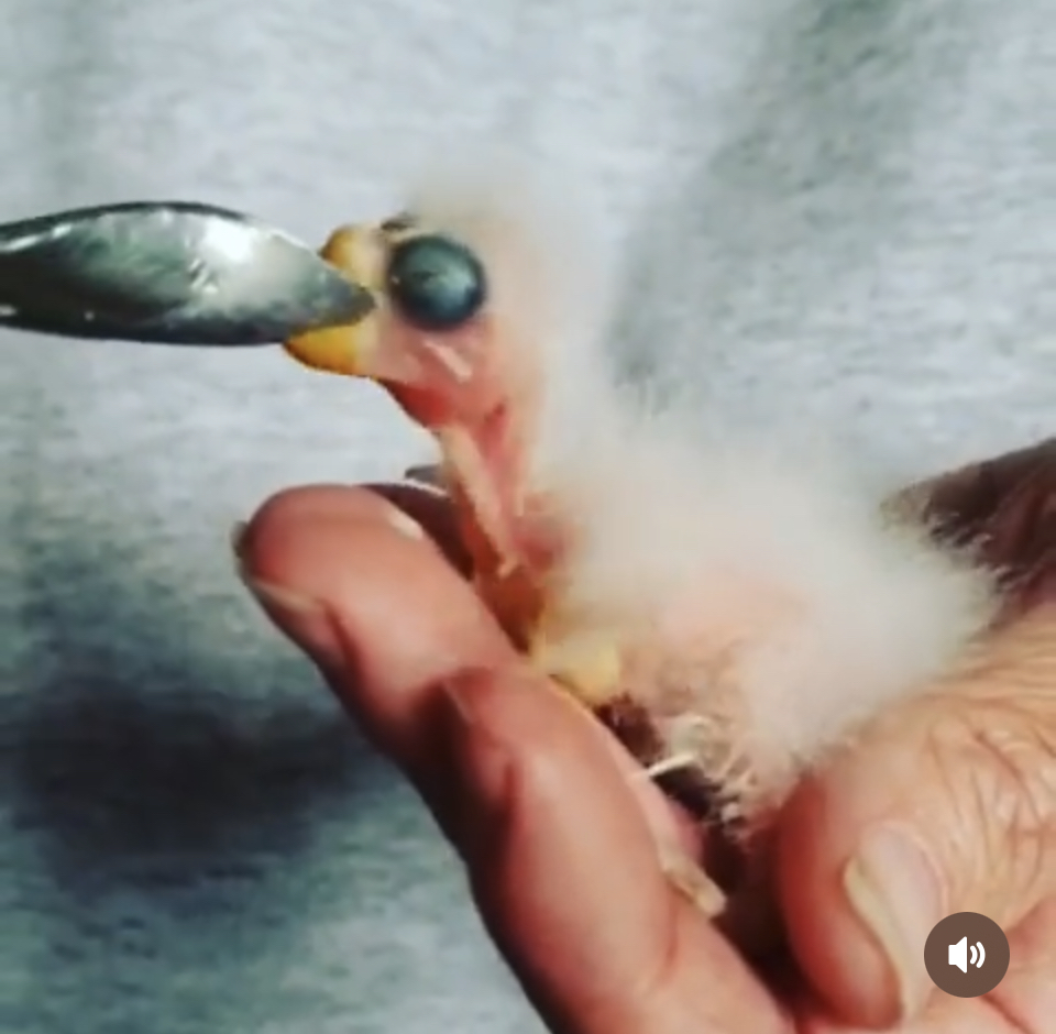 Hand-Rearing Parrots: Comprehensive Feeding and Care Guide