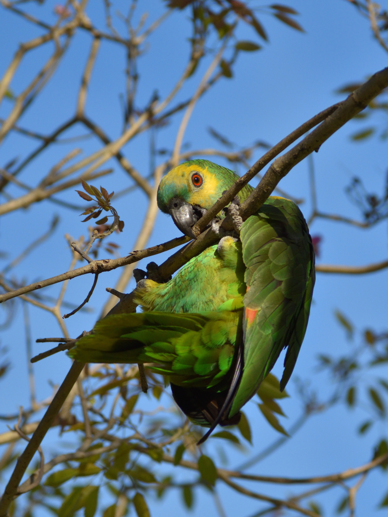 Amazon Parrots: Care, Diet, Stories, and Fun Facts