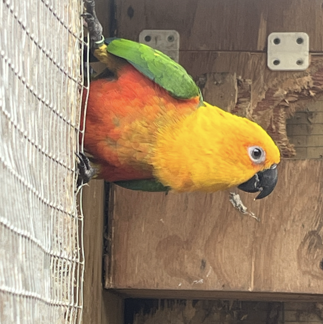 Meet Our Conures: Stories, Care Tips, and Fun Facts